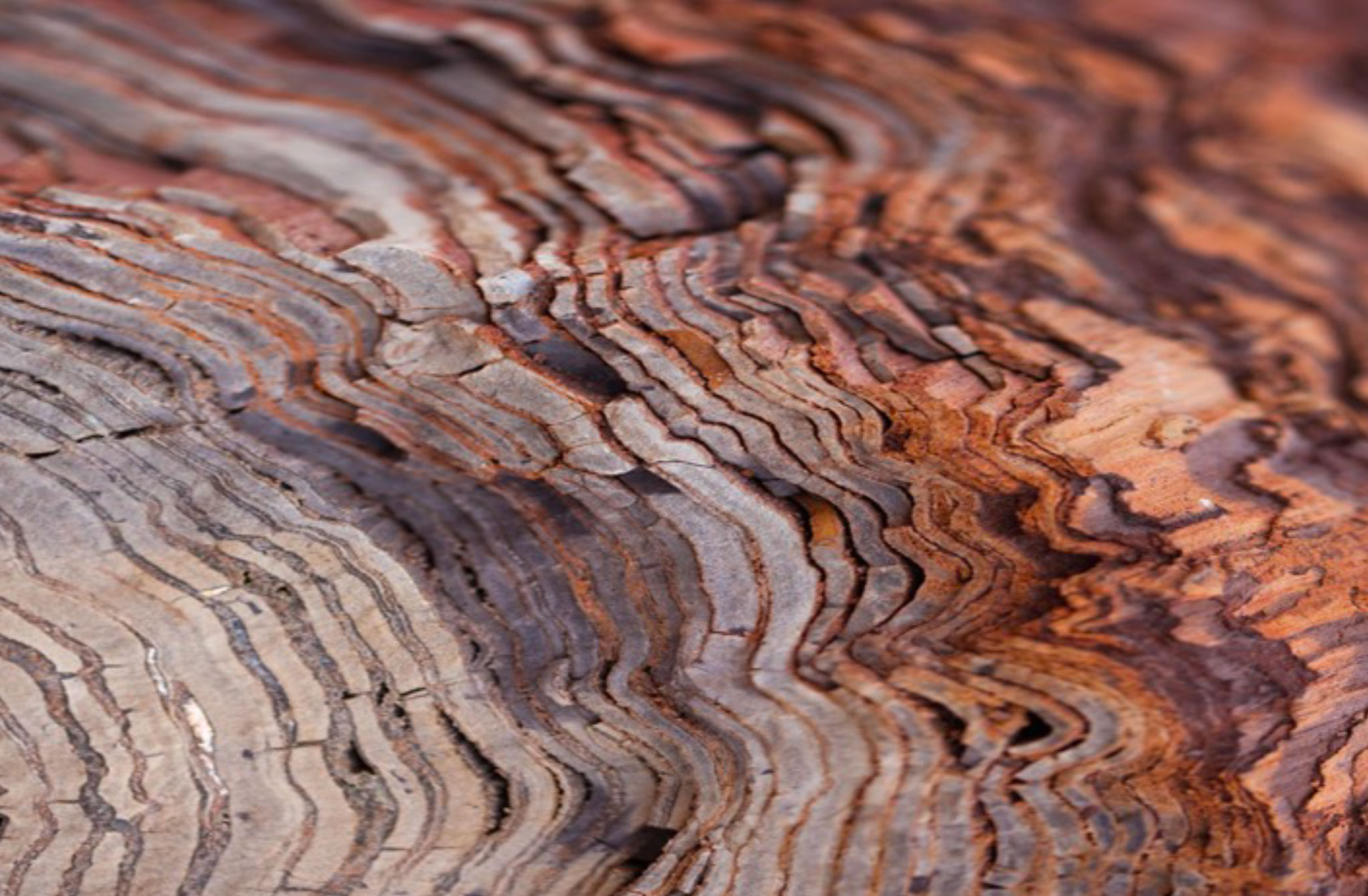 La bellezza ritrovata - Paola Lenti